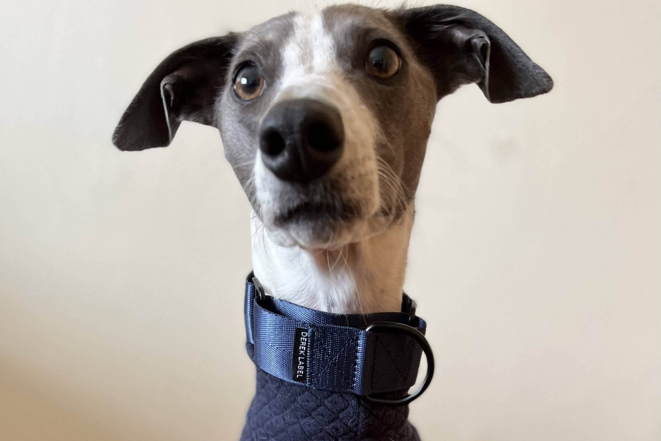 Martingale Collars | Collar for Whippets & Greyhounds
